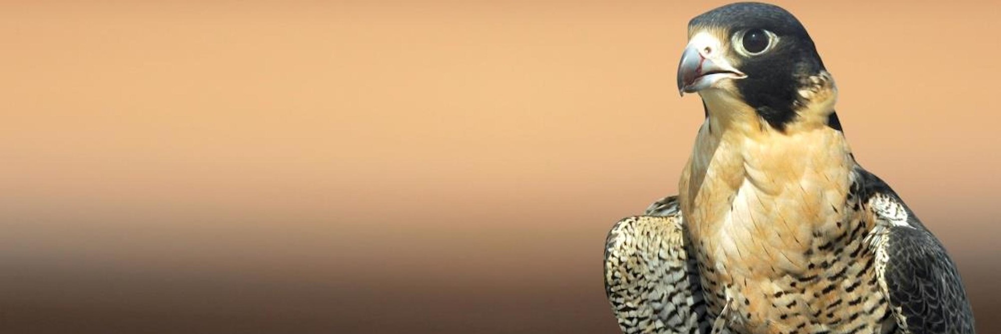 Dashboard: Royal Shaheen Events